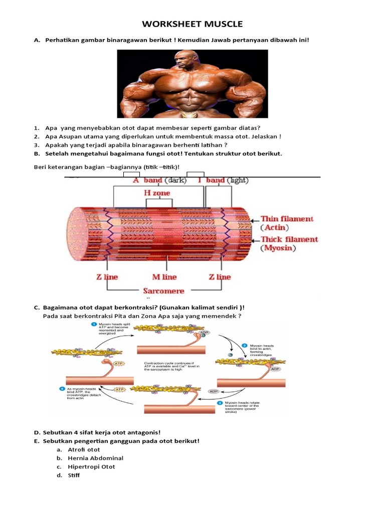 Worksheet Muscle | PDF