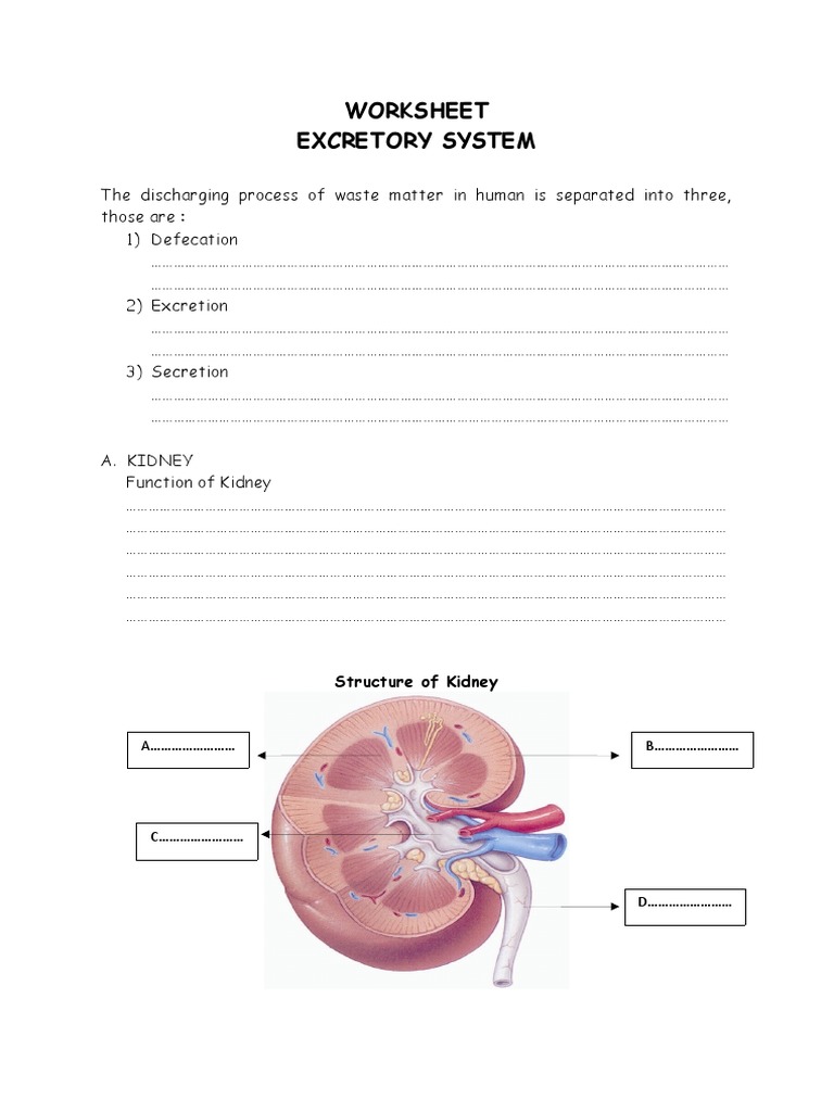 Worksheet EXCRETORY SYSTEM | PDF | Urinary System | Causes Of Death