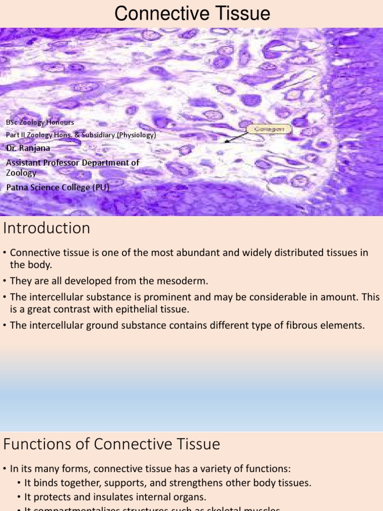 BSC Connective Tissues PDF | PDF