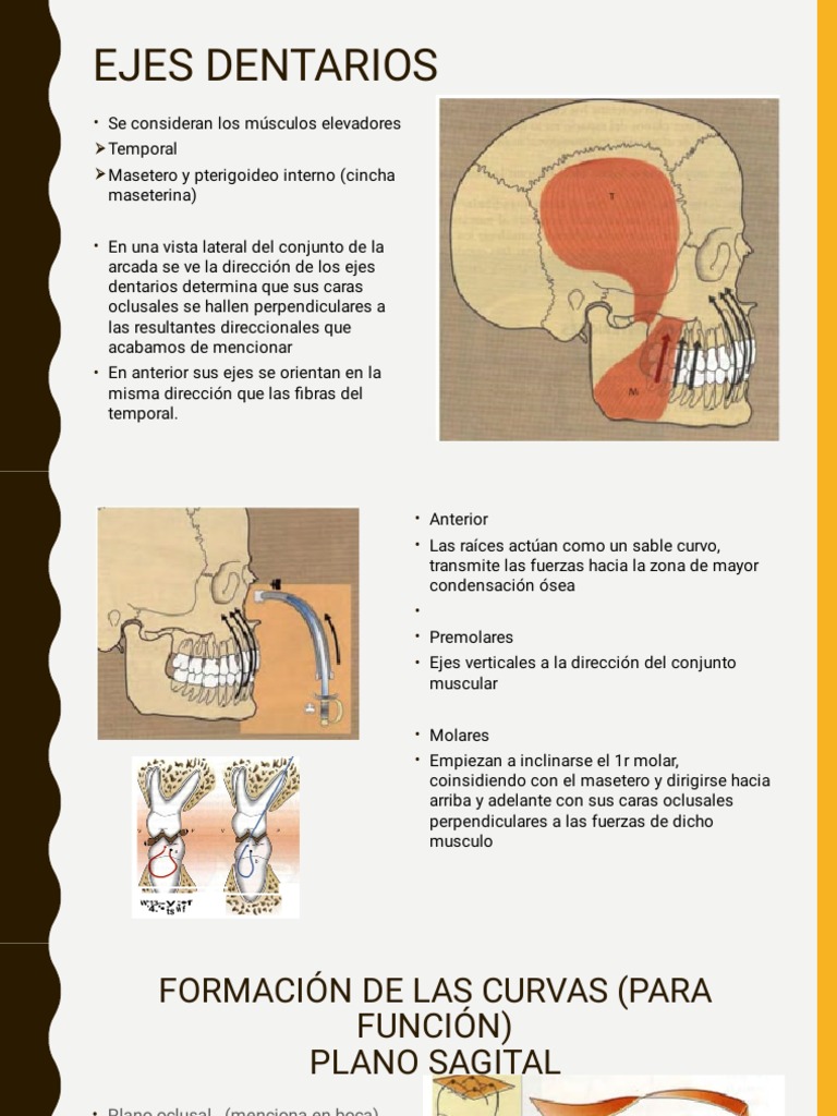 Curva de Wilson-1 | Descargar gratis PDF | Odontología | Anatomía humana