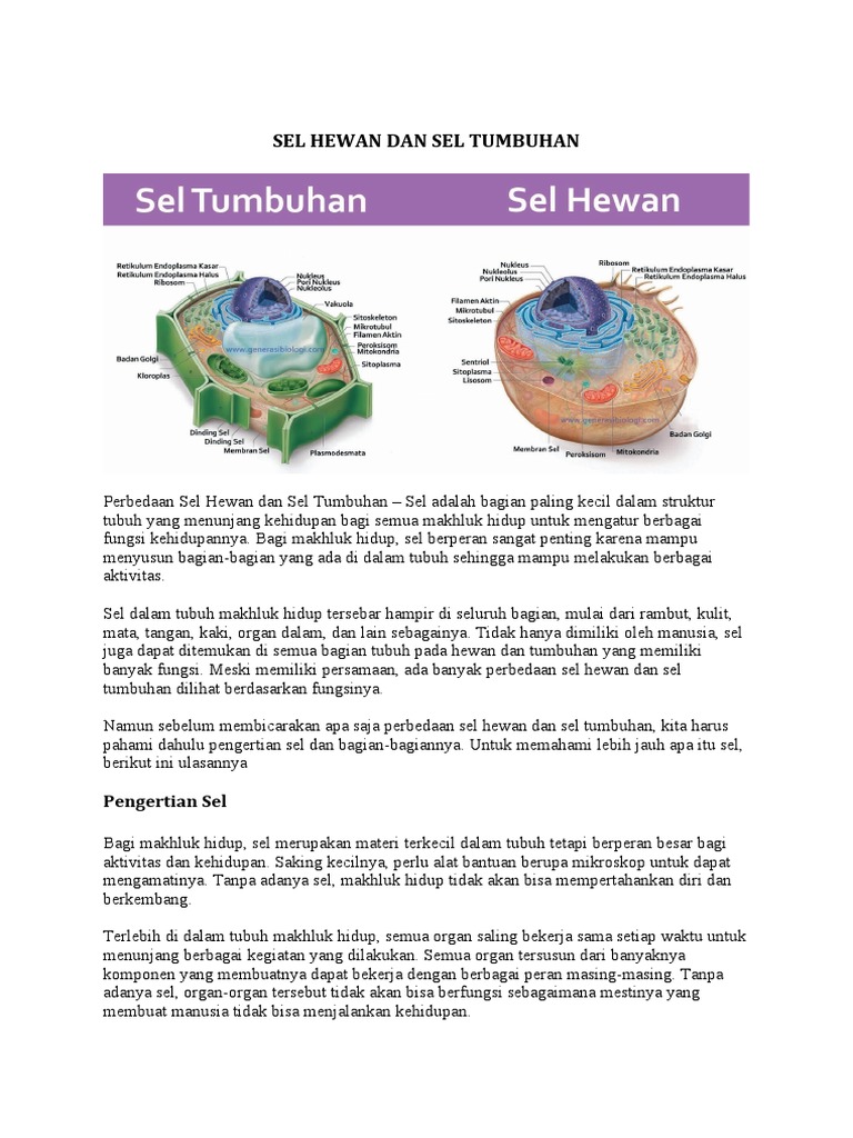 Sel Hewan Dan Sel Tumbuhan | PDF