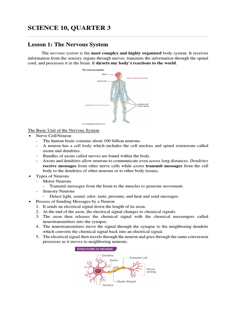 Science 10, Quarter 3 | PDF | Menstrual Cycle | Rna