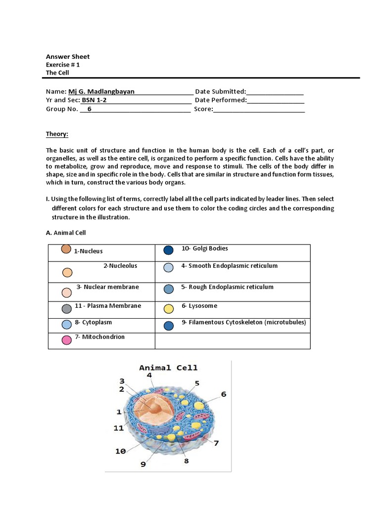 Exercise 1 The Cell 1 | Download Free PDF | Cell (Biology) | Cytoplasm