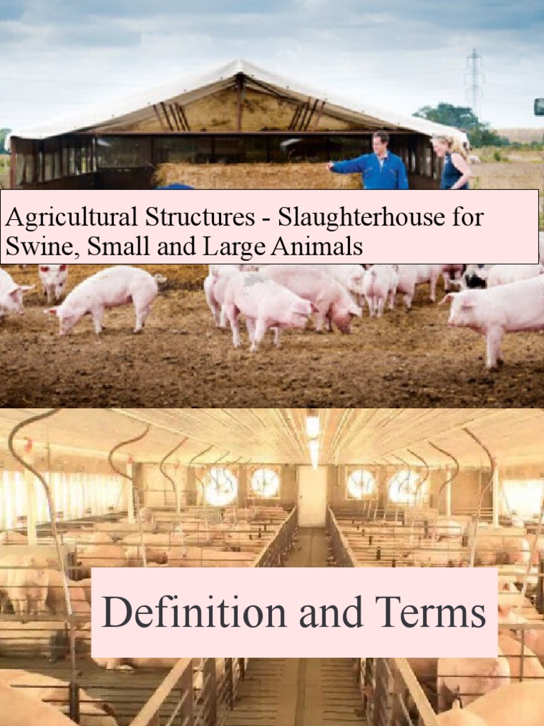 Agricultural Structures - Slaughterhouse For Swine, Small Tinang | PDF ...