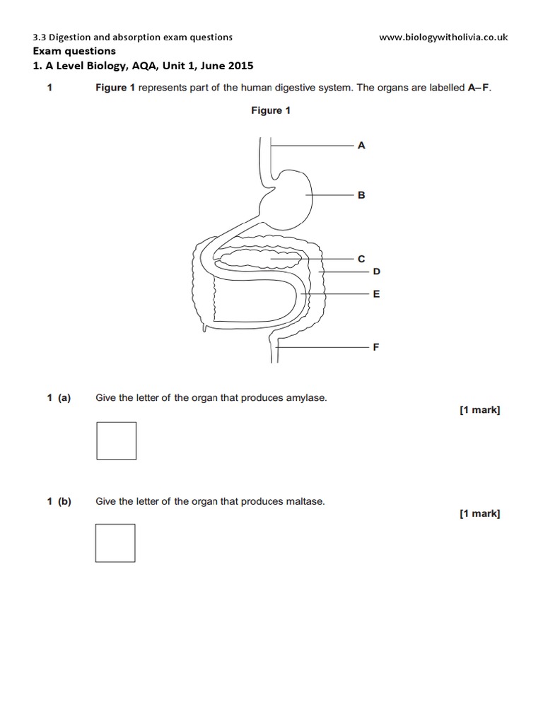 3.3 Digestion and Absorption Exam Questions | PDF