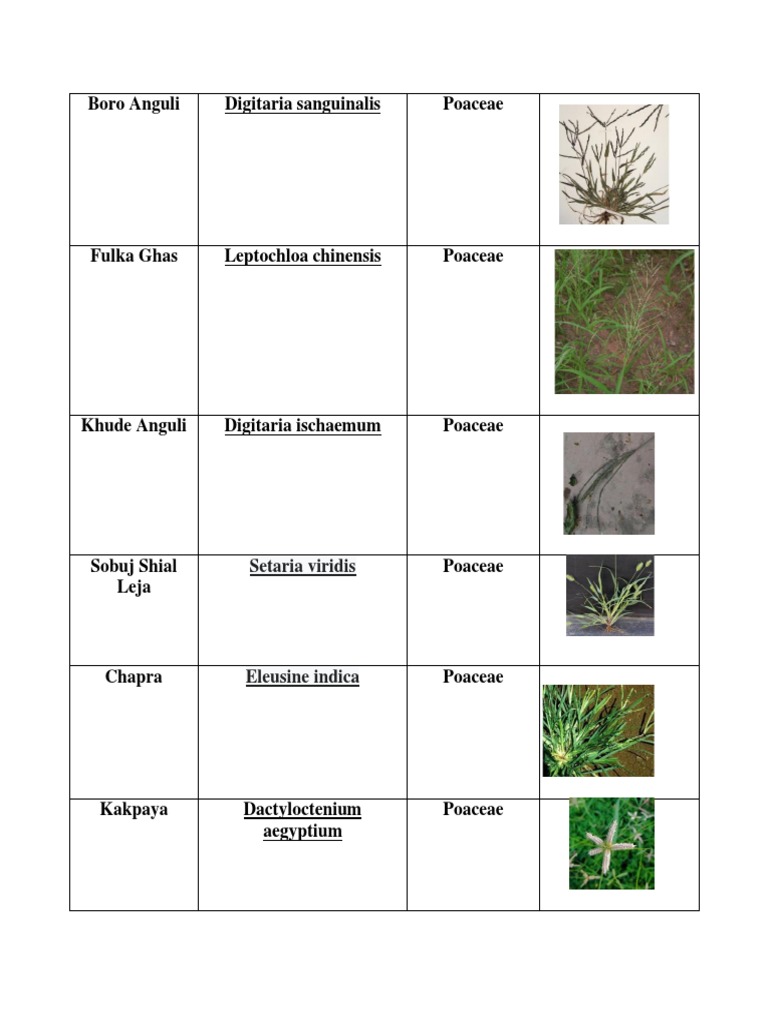 Weed Identification | PDF