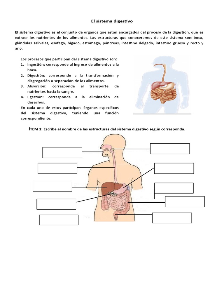 Guía Sistema Digestivo | PDF