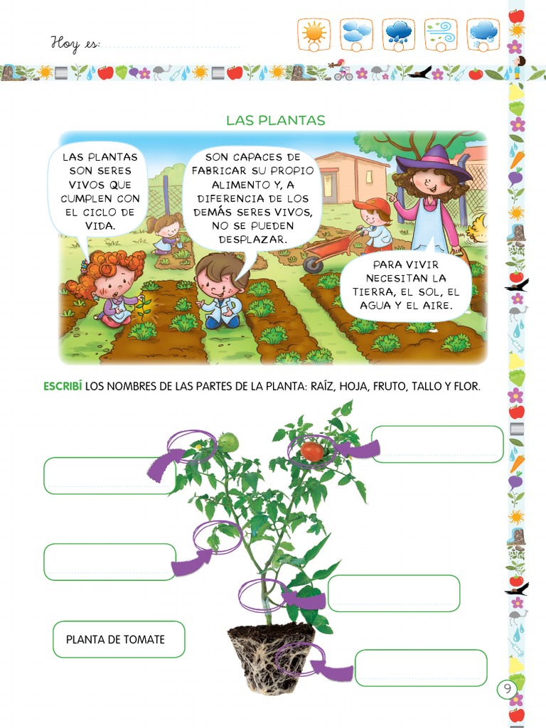 Las plantas - 2° grado EDIBA | PDF | Plantas | Semilla