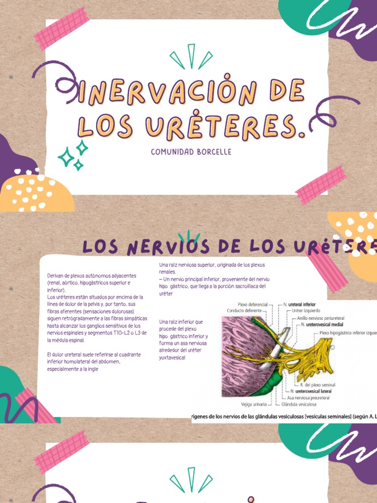 Inervación de ureteres | PDF | Vejiga urinaria | Anatomía