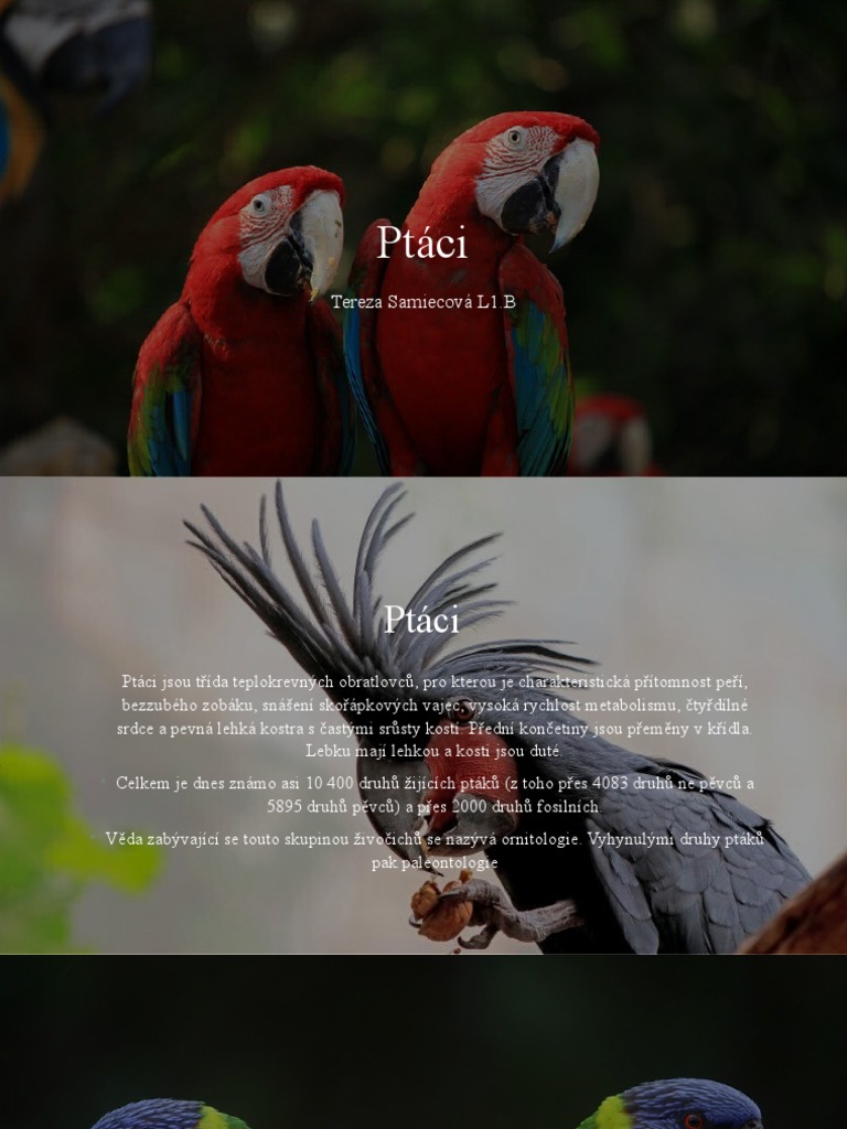 Ptáci | PDF