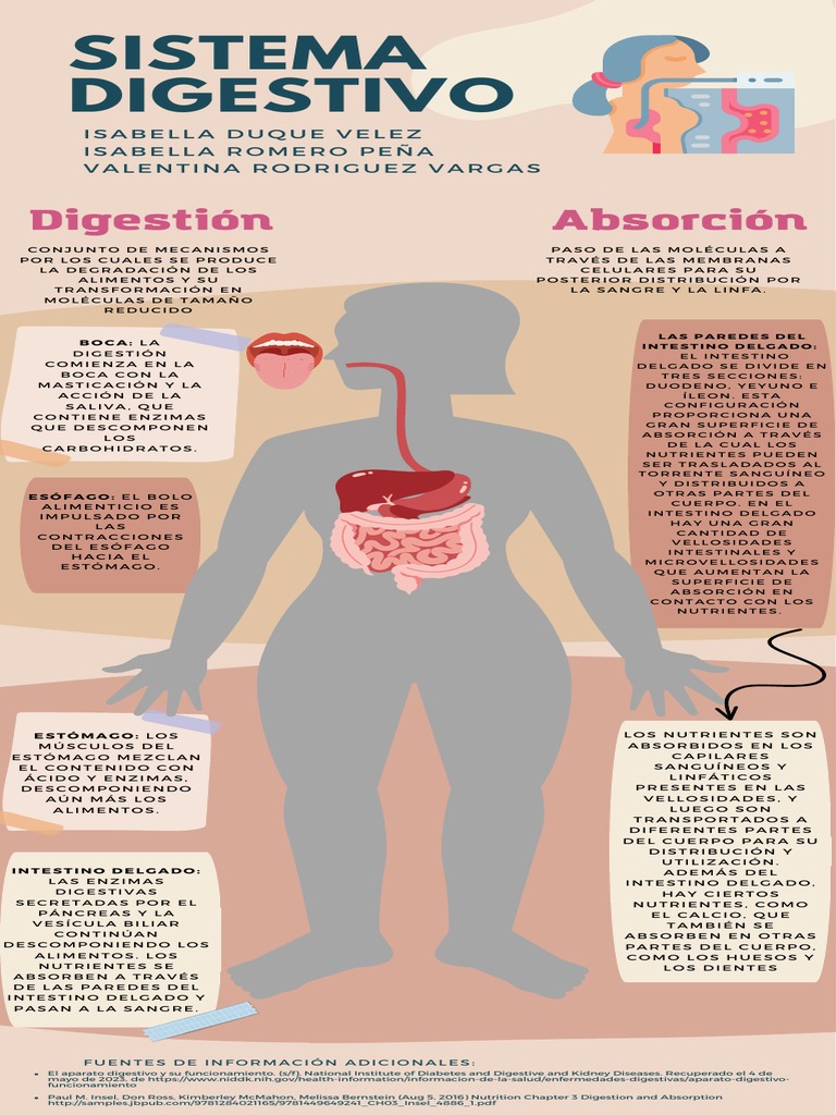 Infografía sobre la digestión y absorción | PDF | Digestión | Sistema ...