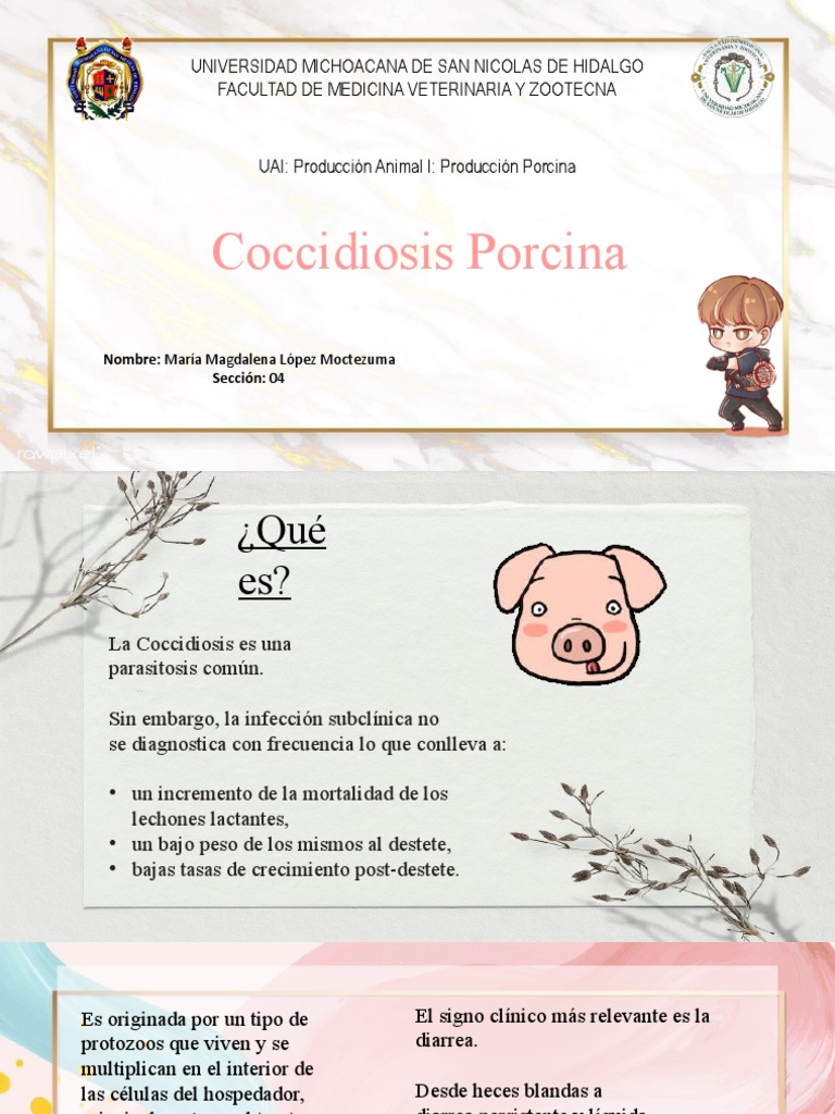 Coccidiosis Porcina | PDF | Diarrea | Medicina CLINICA