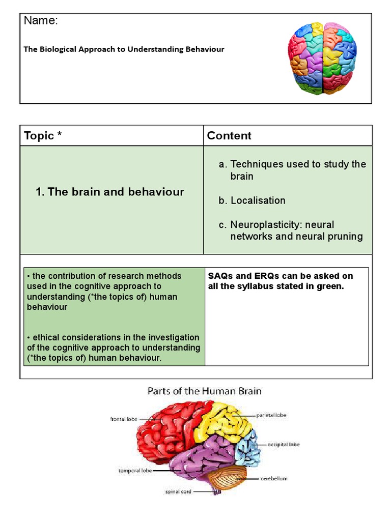 Brain Imaging in Behavioral Studies | PDF | Neuroplasticity | Brain