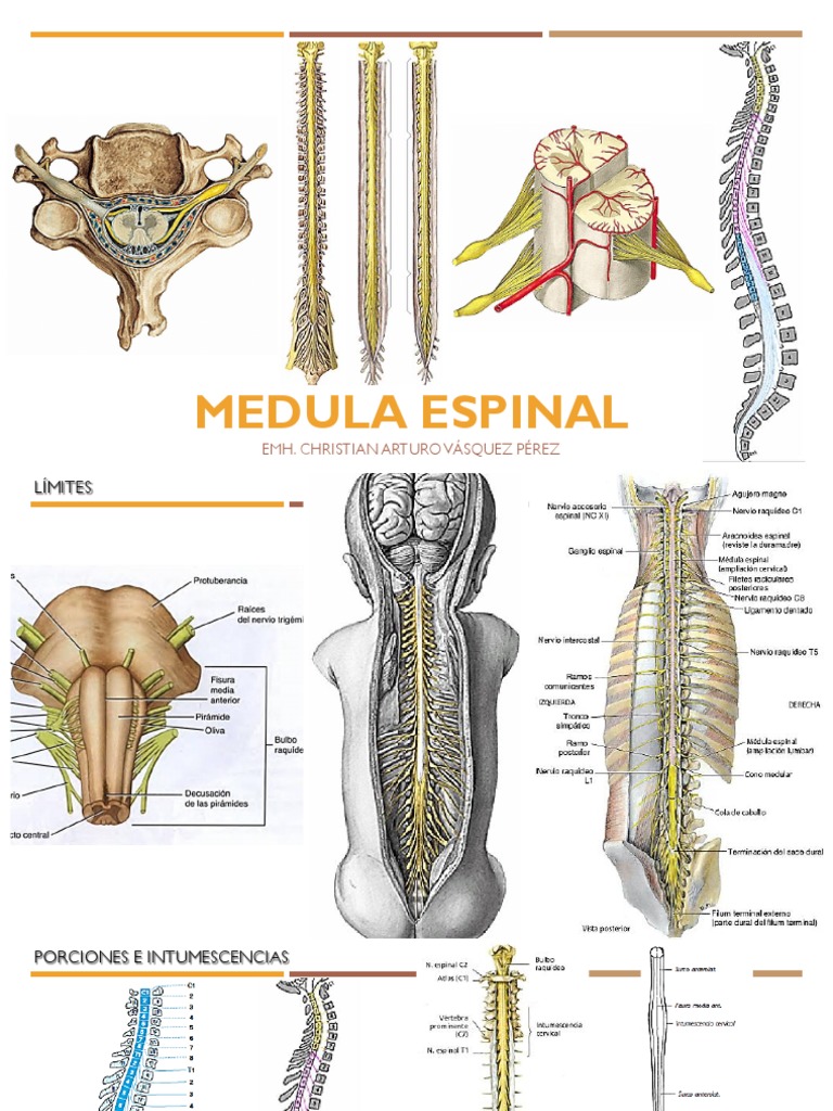 Anatomía de la Médula Espinal | PDF | Arte
