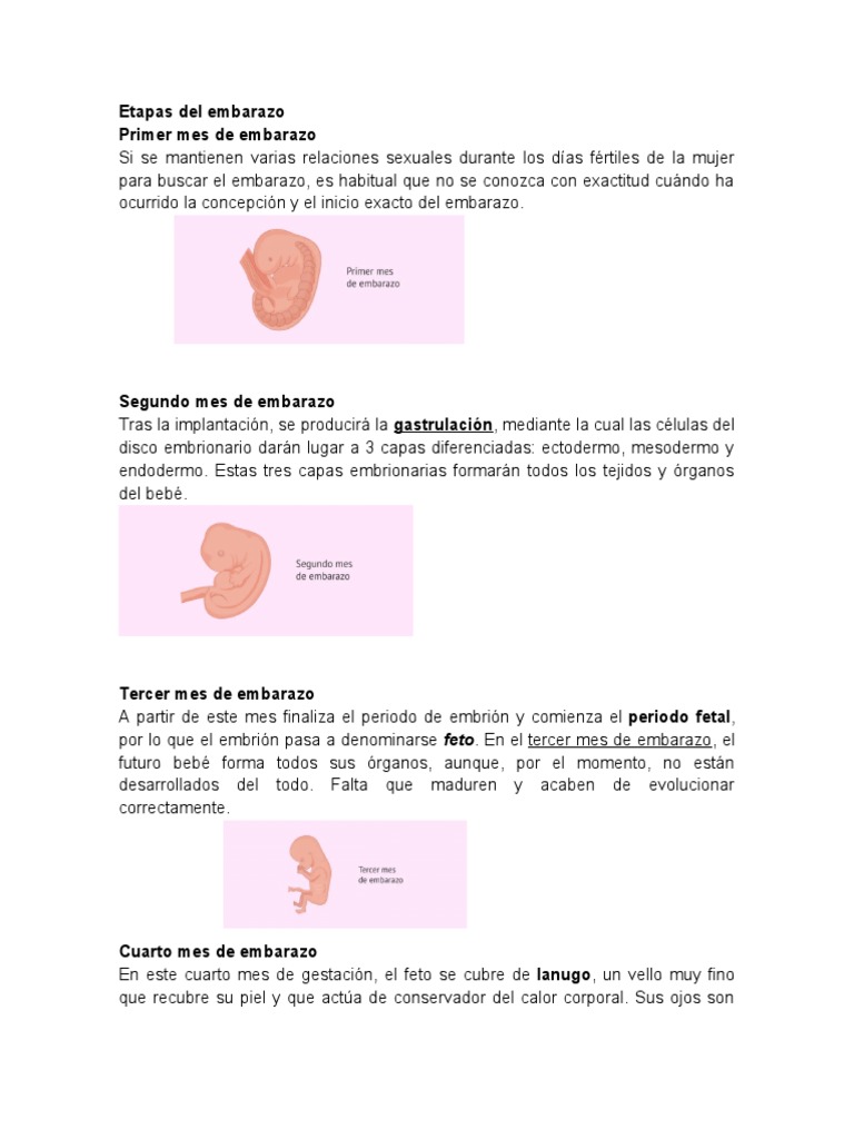Etapas Del Embarazo | PDF