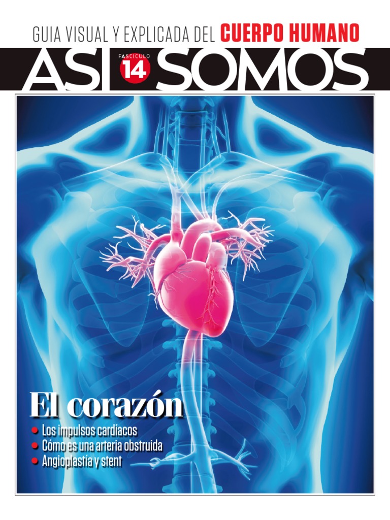14 - El Corazon | PDF | Corazón | Ventrículo (corazón)