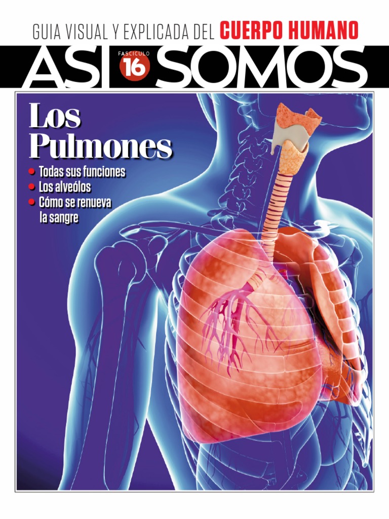 16 - Los Pulmones | PDF | Pulmón | Respiración
