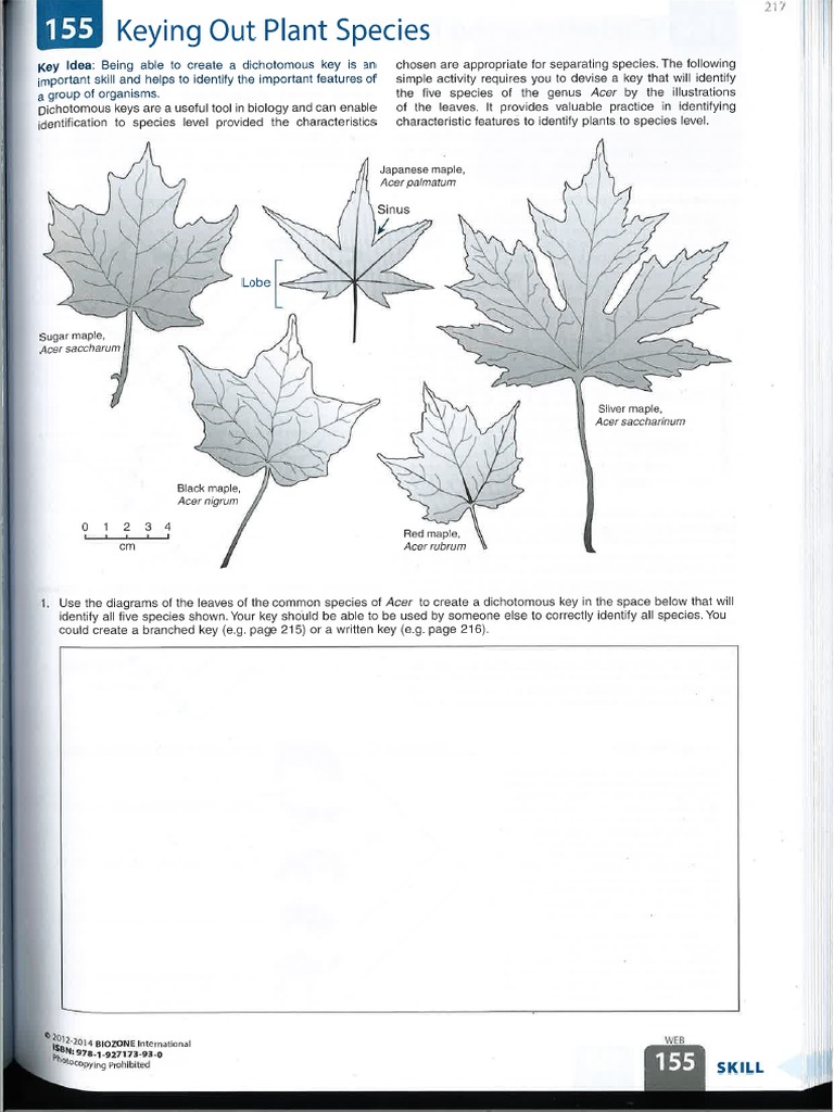 Acer Species Dichotomous Key Guide | PDF | Home & Garden
