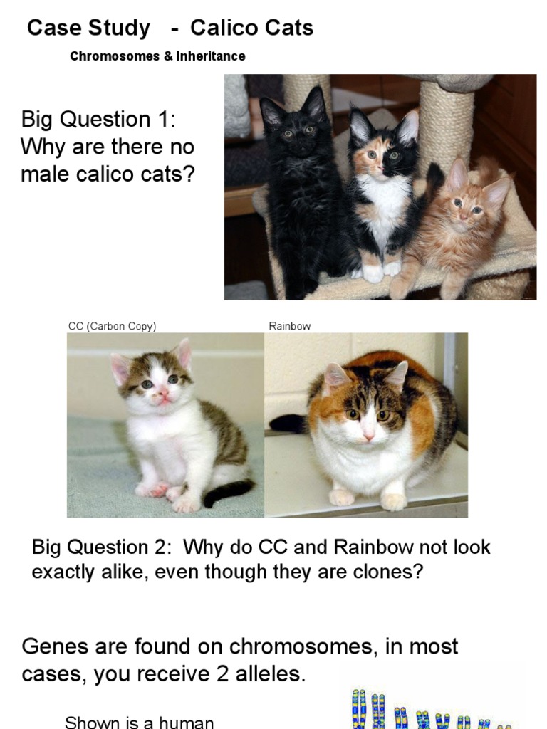 Case Study - Calico Cats | PDF