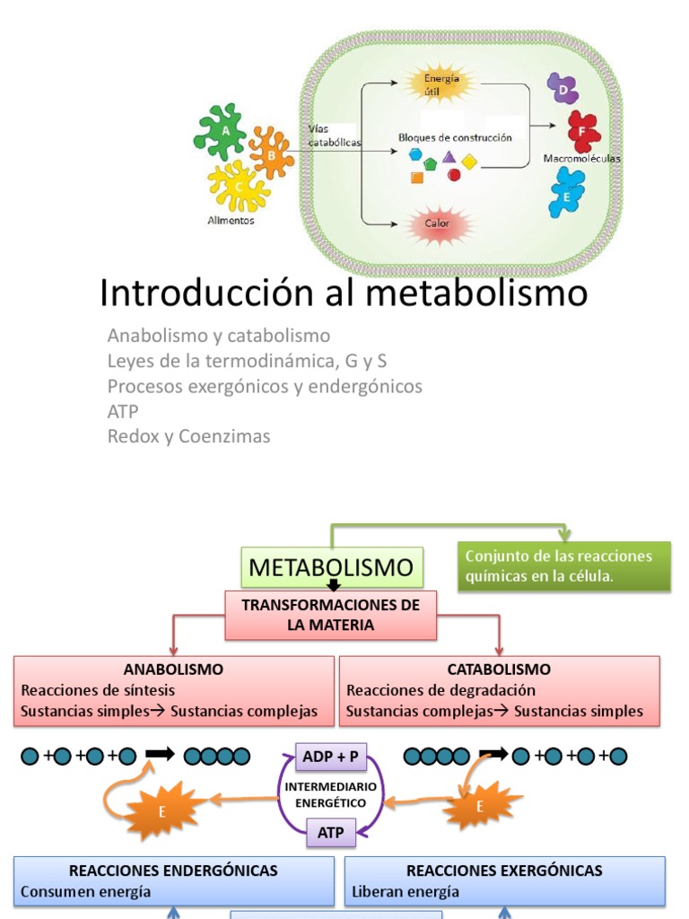 Introducción Al Metabolismo 2020 | PDF