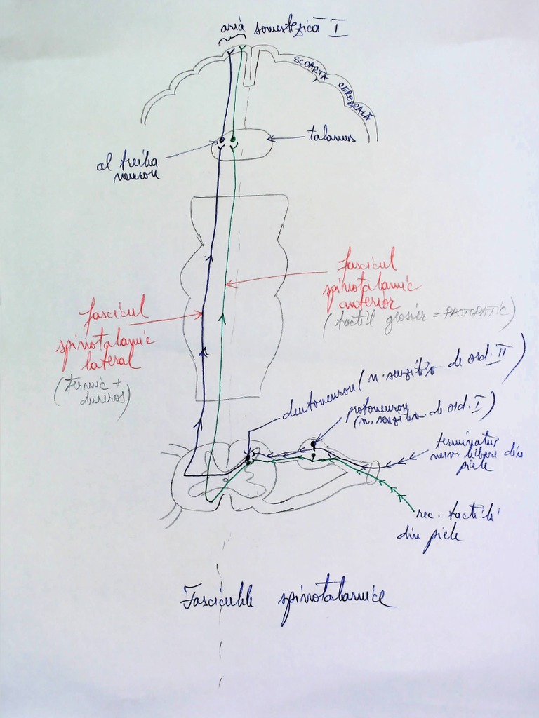SN Fascicule Spinotalamice | PDF