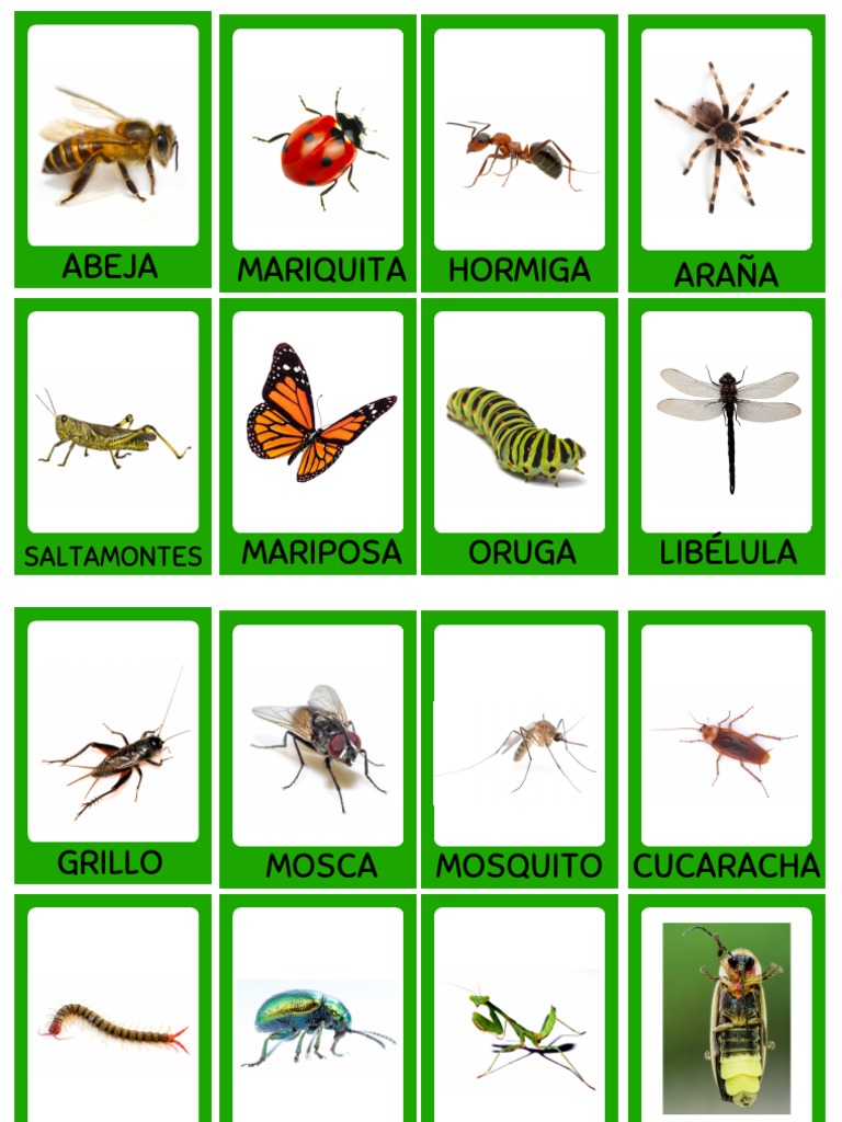 Vocabulario Insectos | PDF
