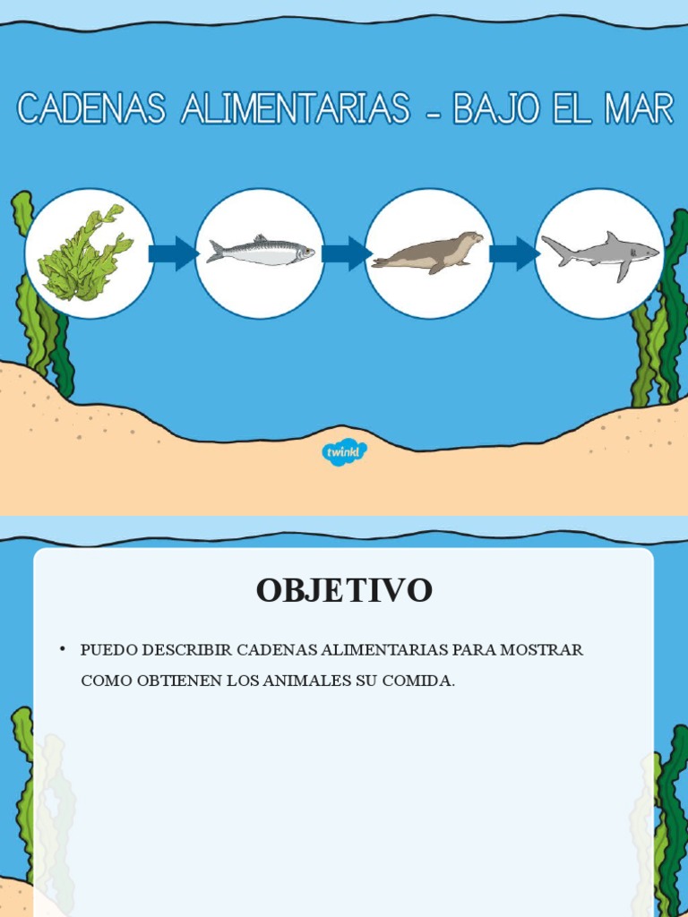 Cadenas Alimentarias Marinas Cómo Es La Cadena Alimenticia En El Mar?