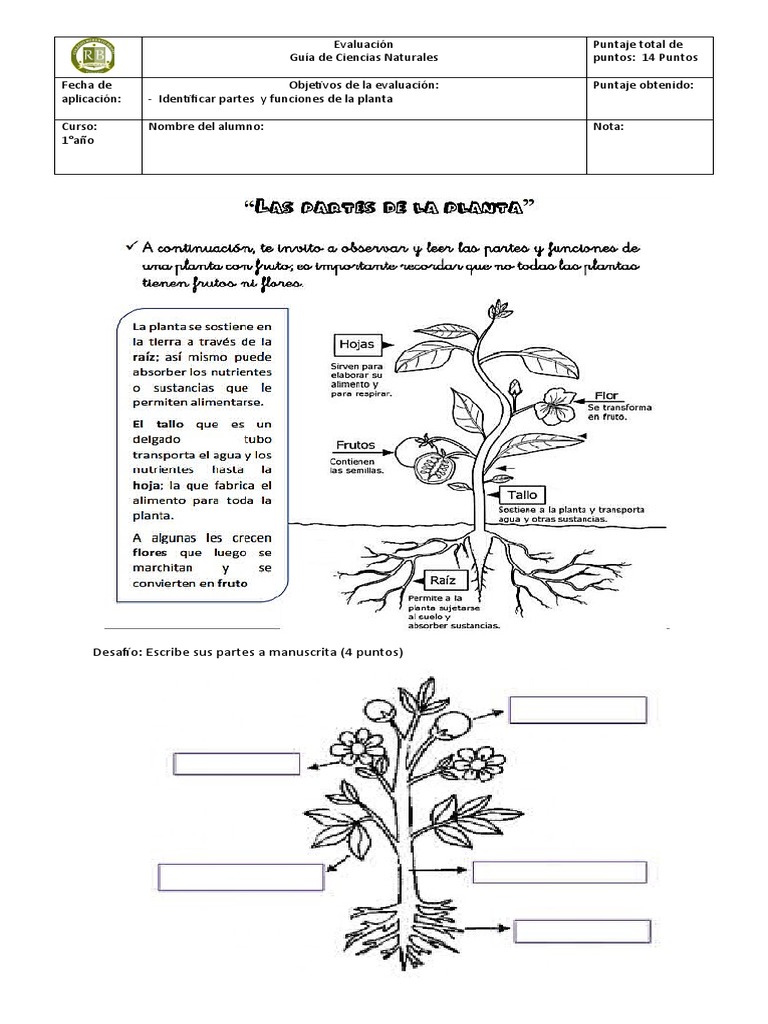 Evaluación Guia Partes de La Planta | PDF