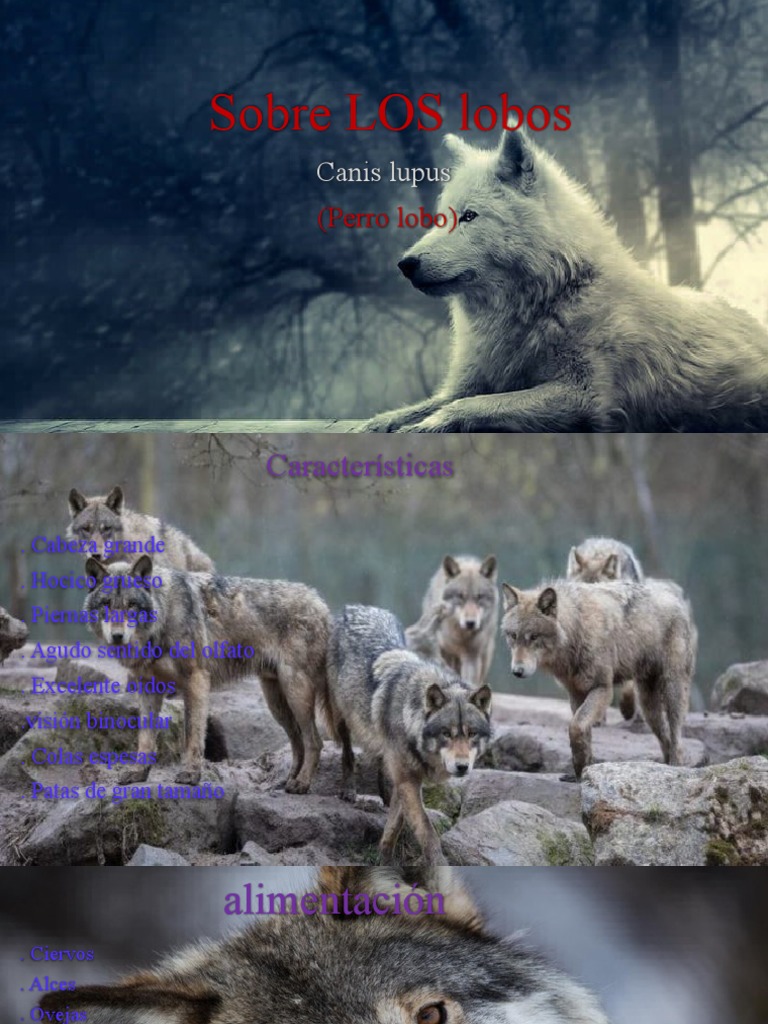 Características y Hábitos de los Lobos | PDF | Hogar, jardinería y ...