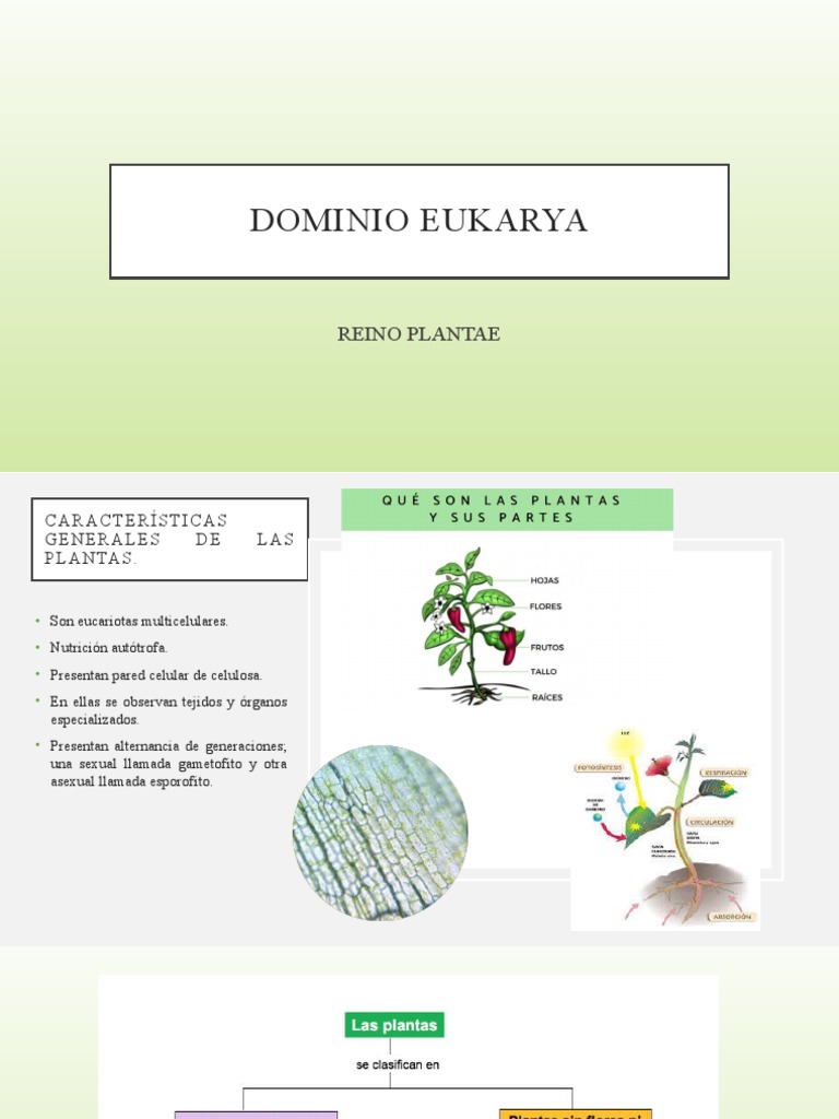 Dominio Eukarya-reino Plantae | PDF | Plantas | Musgo