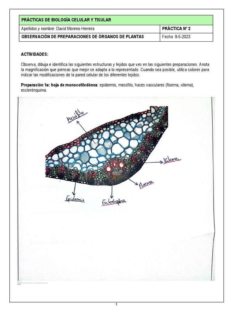 David Moreno Herrera Guion Práctica 2 Biocel | PDF | Piel | Páncreas