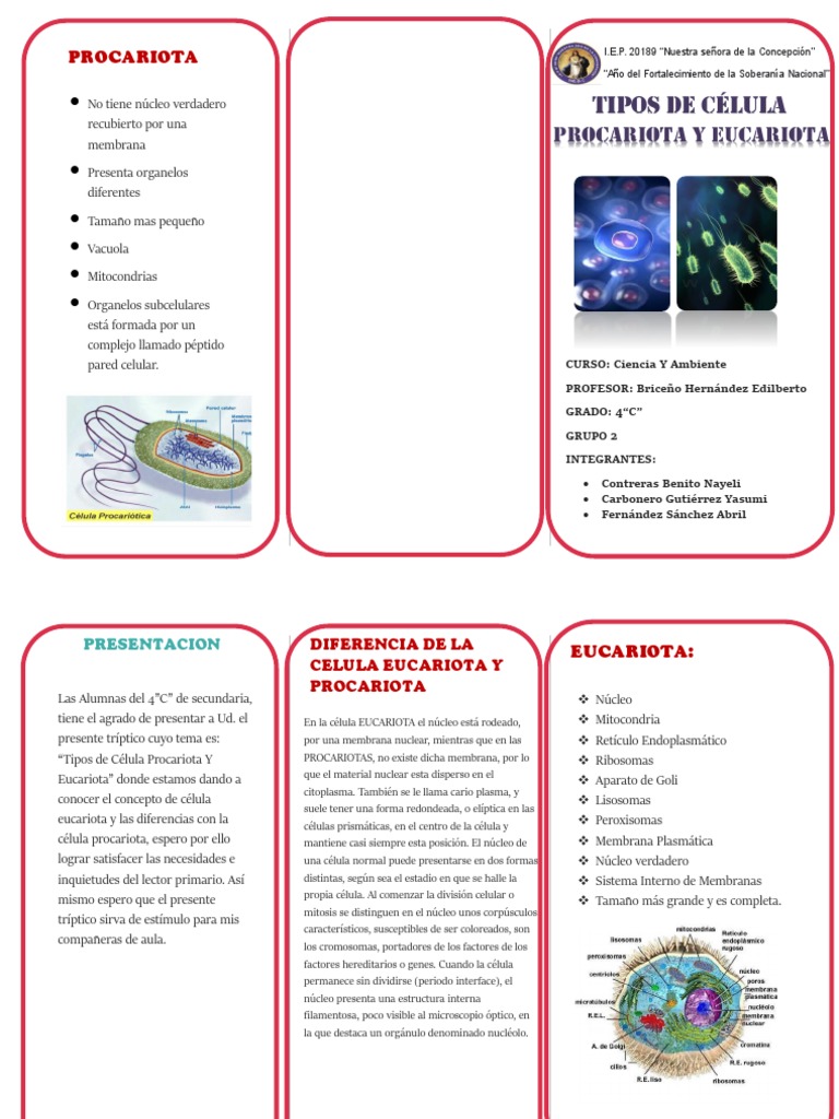 Tipos de Celula | PDF | Biología Celular) | Nucleo celular