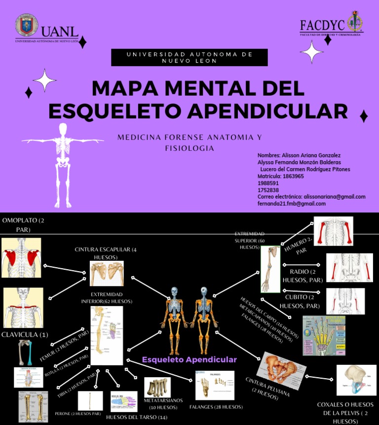 Mapa Mental - Esqueleto Apendicular | PDF | Sistema esquelético ...