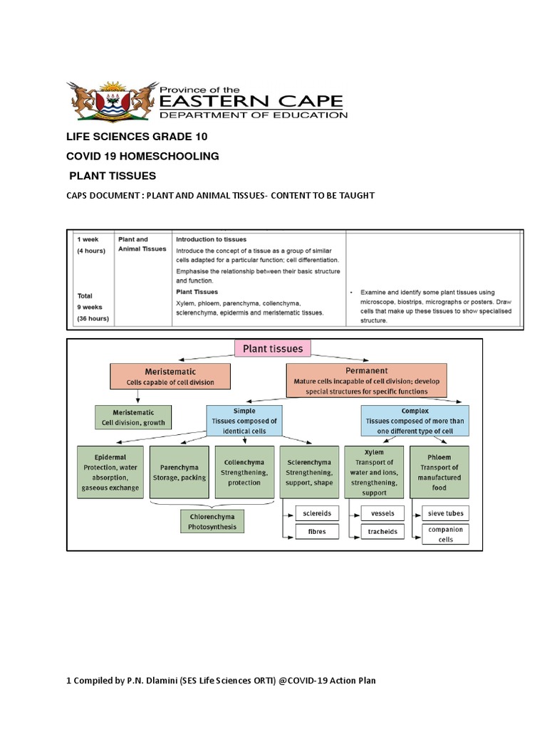 Life Sciences Grade 10 Plant Tissue Notes Covid 19 Hometeaching | PDF ...