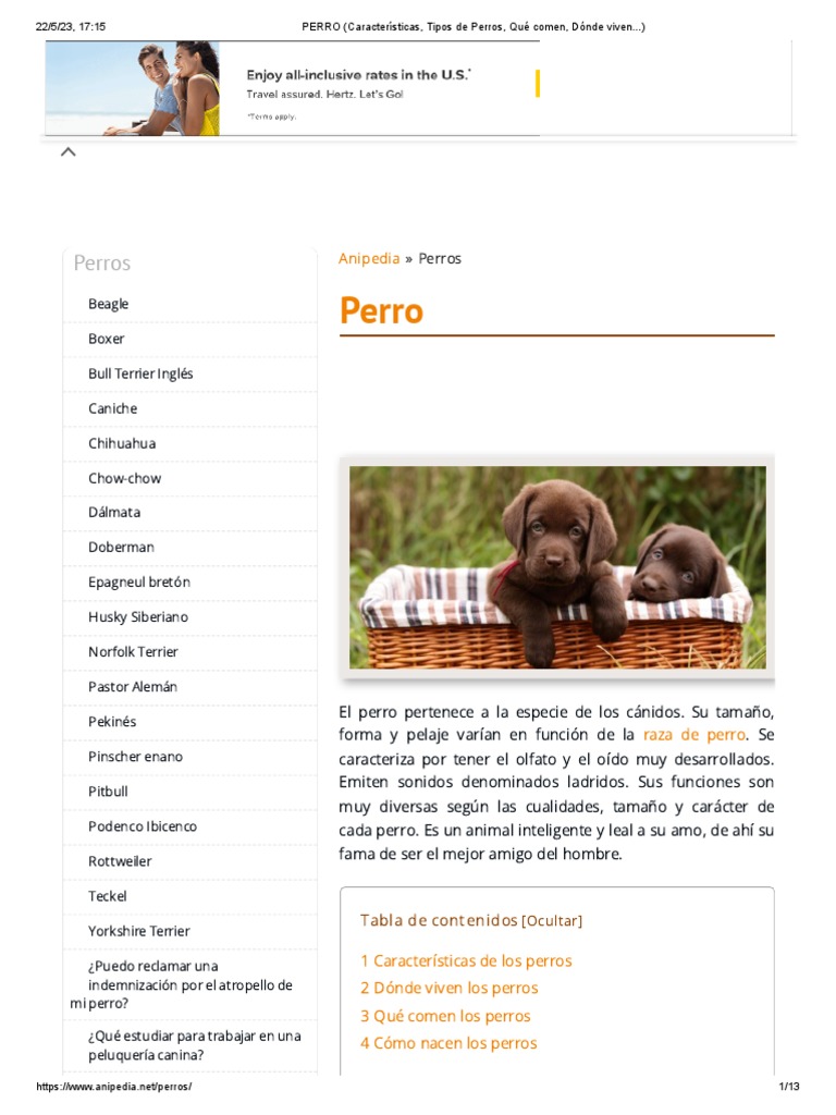 PERRO (Características, Tipos de Perros, Qué Comen, Dónde Viven ...