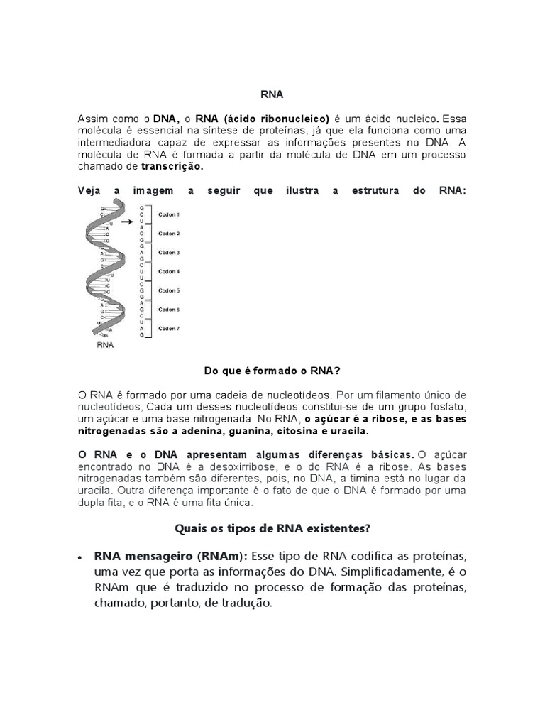2 e 3 Ano EJA Aula e Atividade 2 RNA | PDF