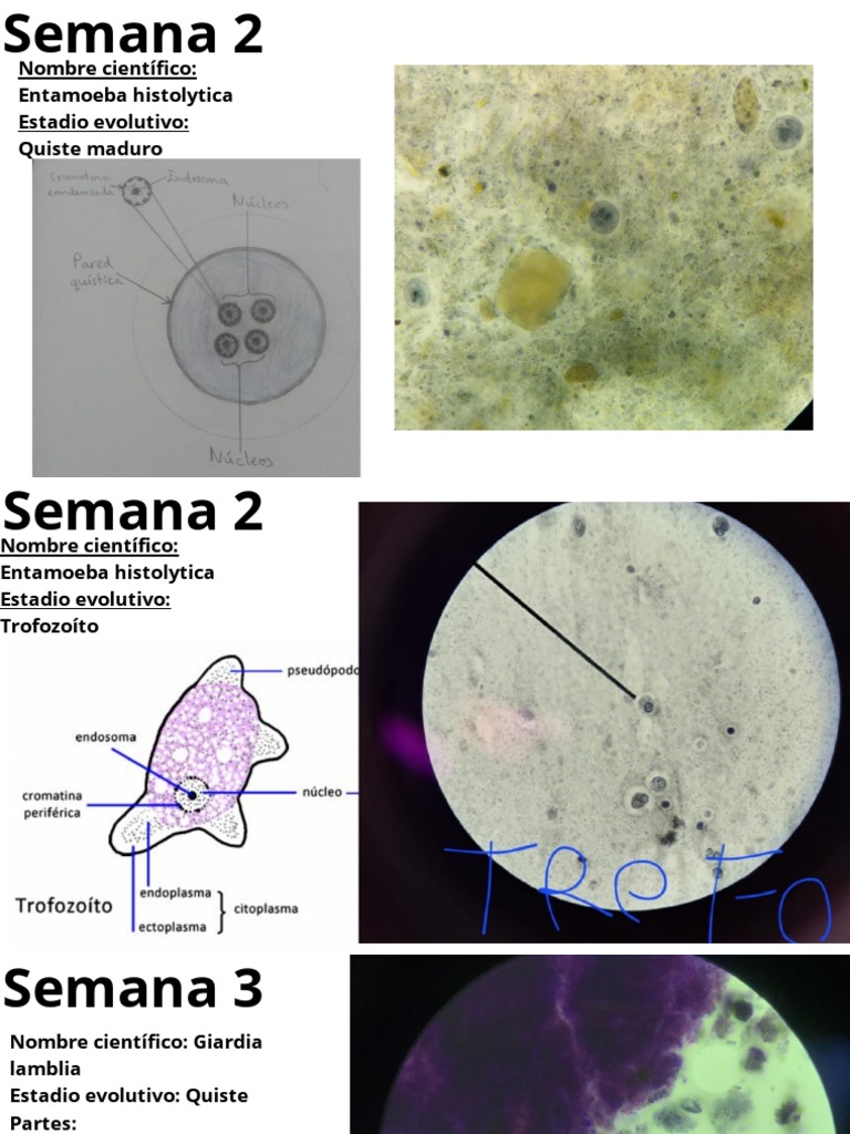 Estadios evolutivos de protozoos parasitarios | PDF