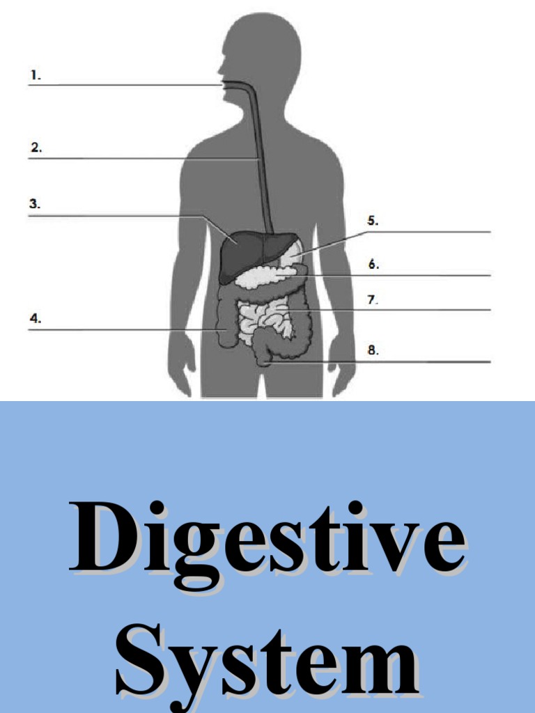 Digestive System Overview and Functions | PDF | Digestion | Human ...