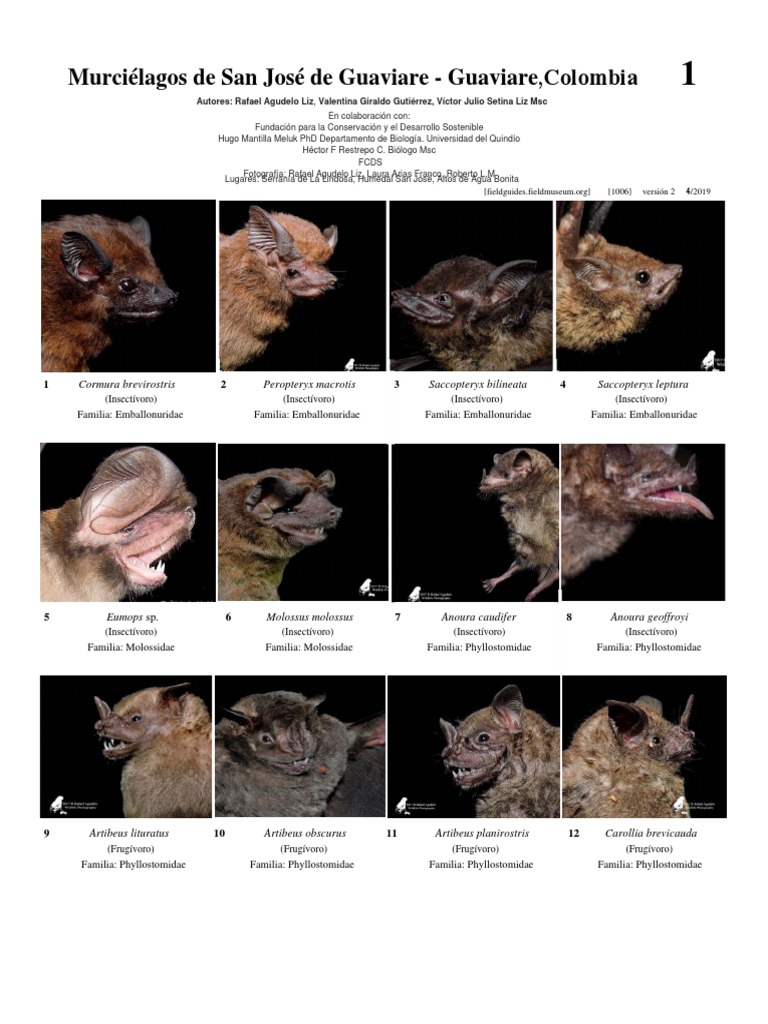 1006 Colombia Bats of San Jose Del Guaviare v2 0 | PDF | Sonar ...