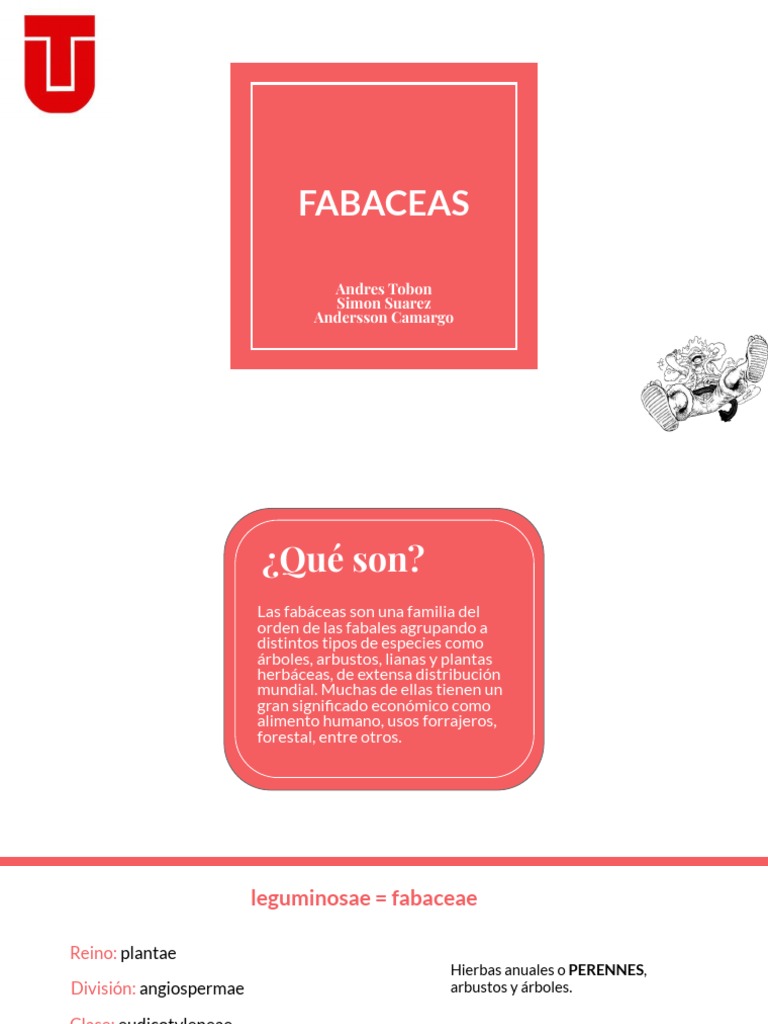Fabaceas | PDF | Botánica | Plantas