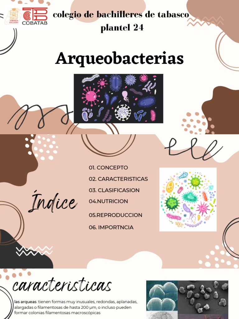 Arqueobacterias: Clasificación y Rol Ecológico | PDF | Archaea | Las ...