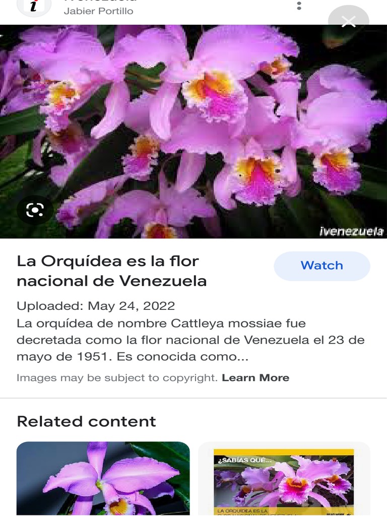 Flor de Venezuela - Google Search | PDF