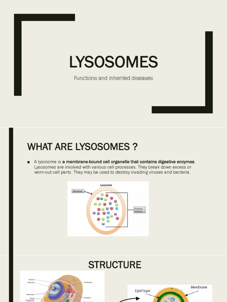 LYSOSOMES | PDF