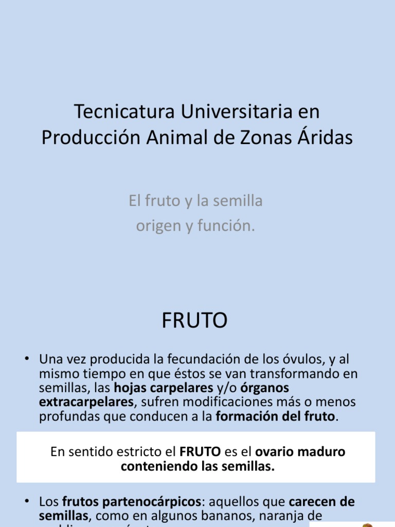 Fruto y Semilla | PDF | Fruta | Semilla