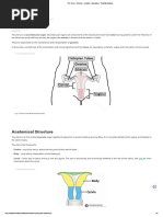 Ligaments of The Female Reproductive Tract - TeachMeAnatomy | PDF ...
