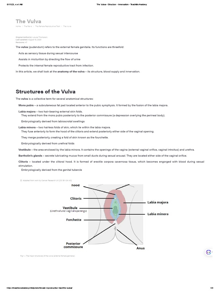 The Vulva - Structure - Innervation - TeachMeAnatomy | PDF | Labia ...