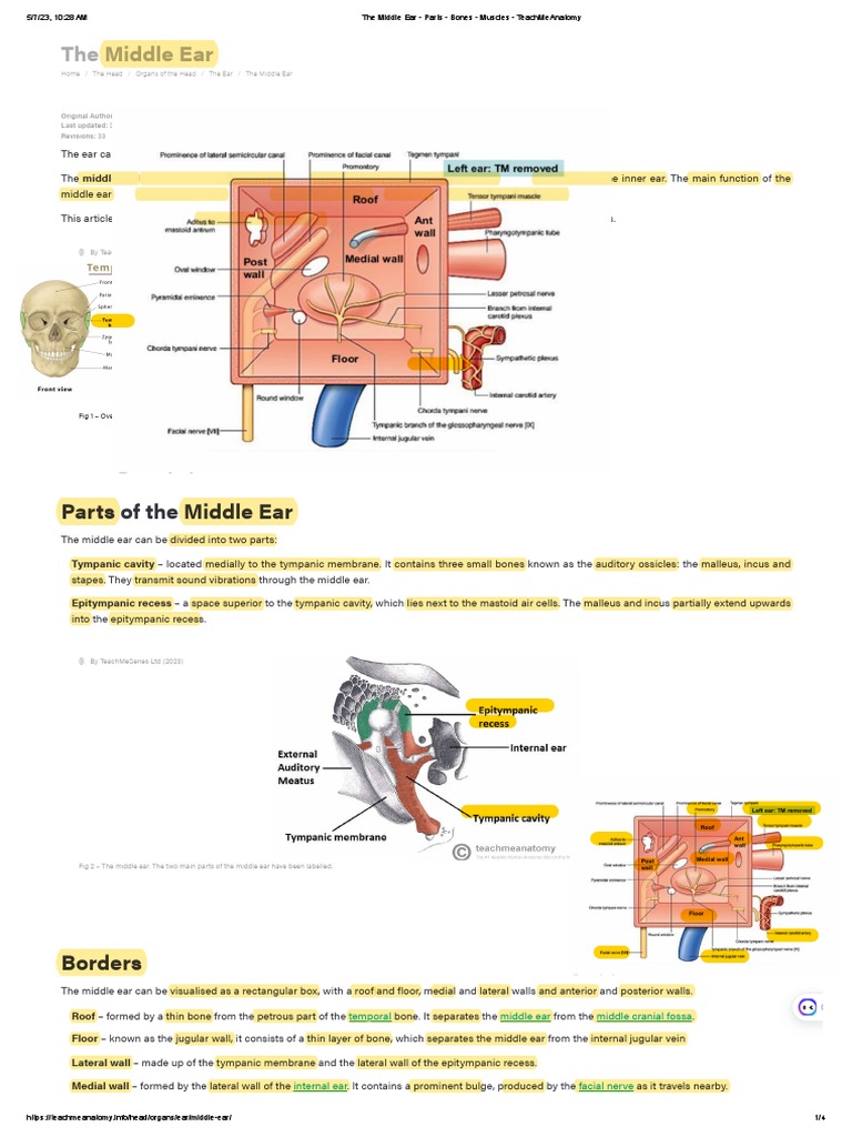 The Middle Ear Parts Bones Muscles Teachmeanatomy Download Free Pdf Ear Auditory