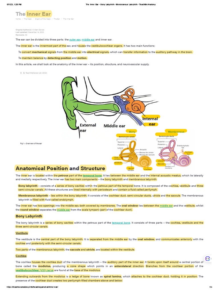 The Inner Ear - Bony Labyrinth - Membranous Labryinth - TeachMeAnatomy ...