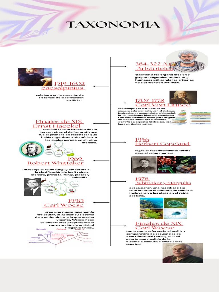 Linea de Tiempo Taxonomia | PDF | Biología | Taxa