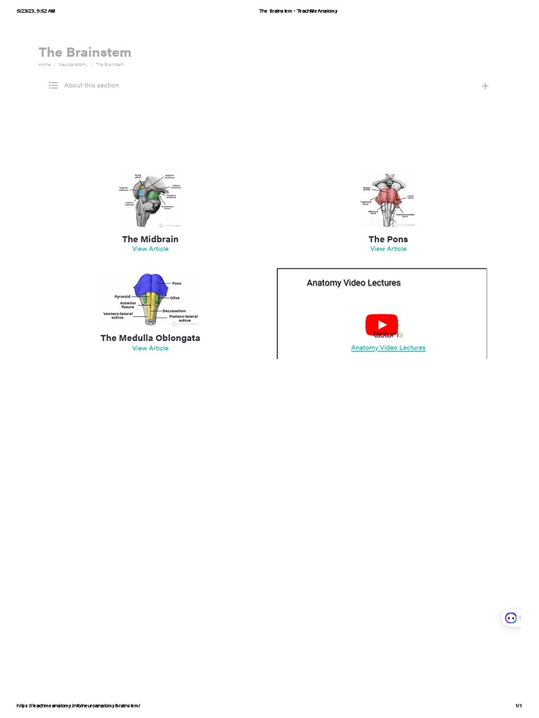 Brainstem Anatomy Overview | PDF